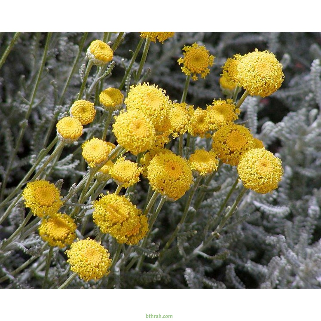 بذور عشبة القيصوم - Achillea fragrantissima - 50