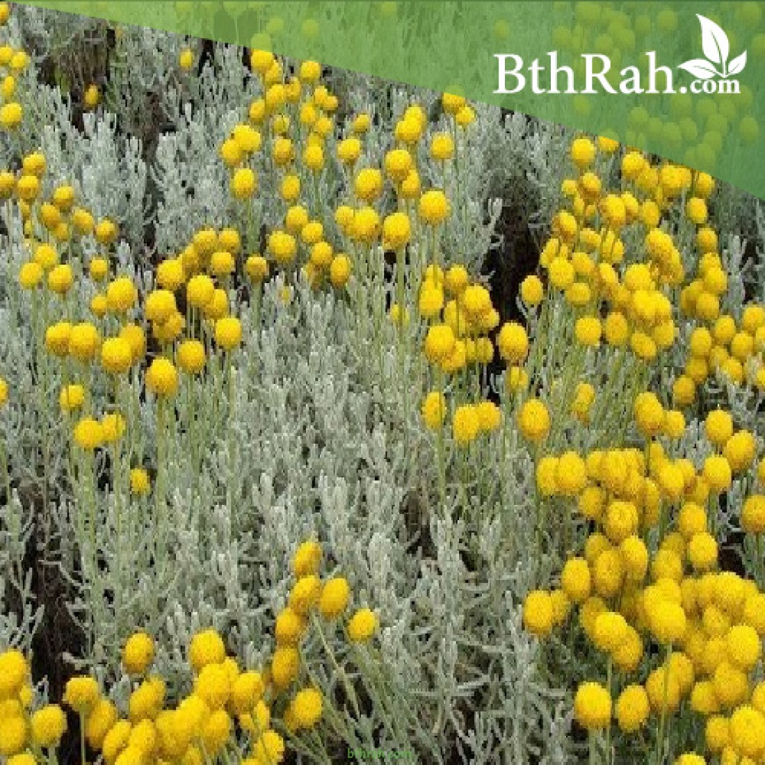 بذور عشبة القيصوم - Achillea fragrantissima - 50