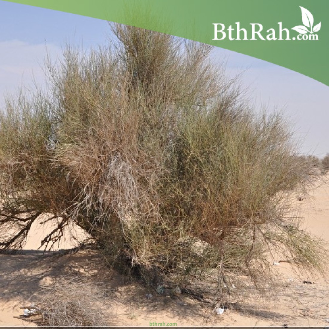 بذور المرخ (Leptadenia pyrotechnica) - 30