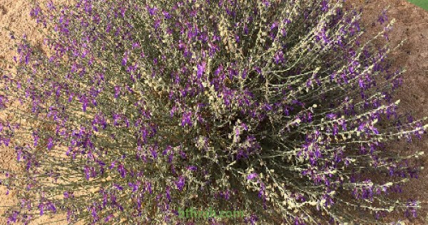 بذور العهينة العيهلان Teucrium oliverianum