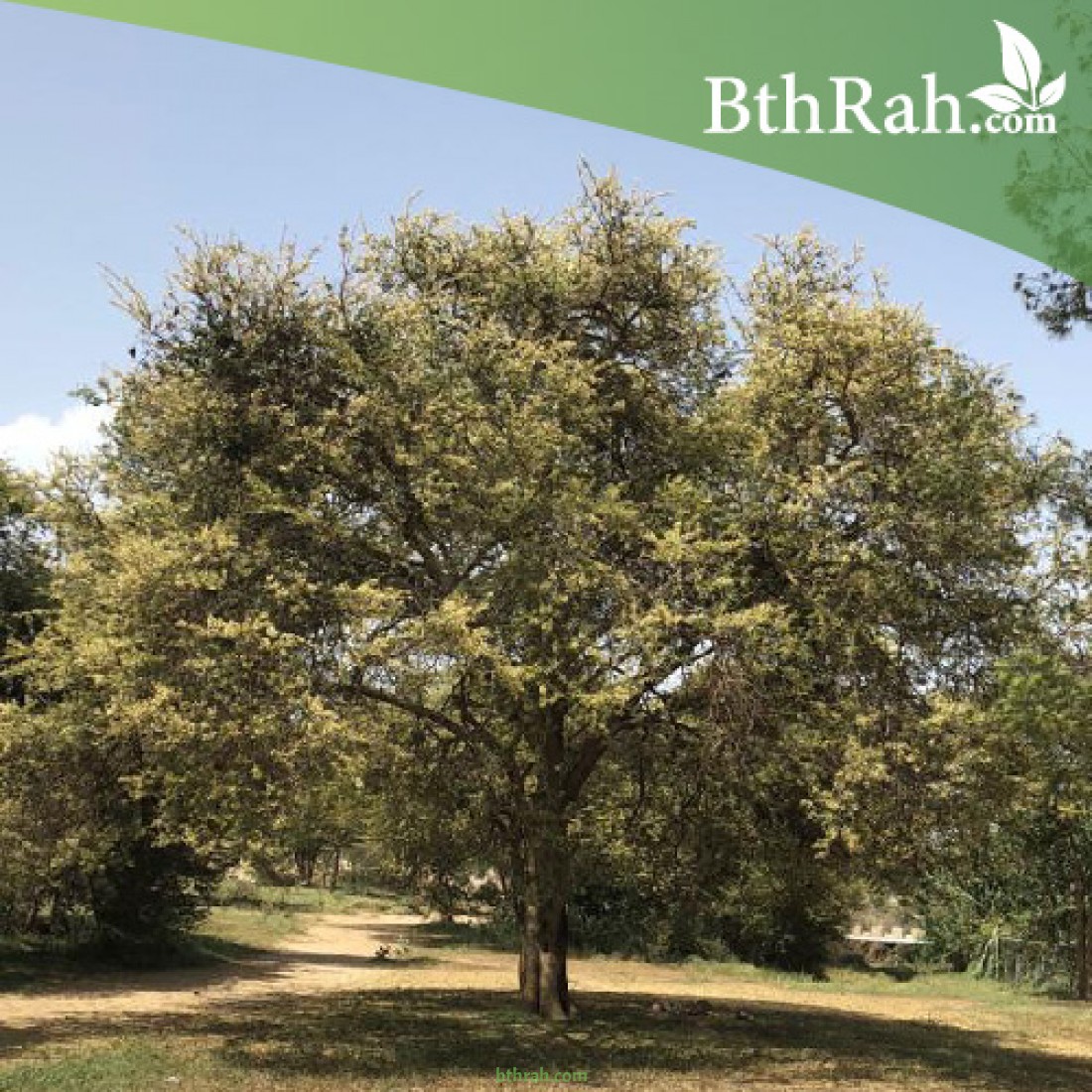 بذور شجرة الطلح النجدي - Acacia gerrardii - 50