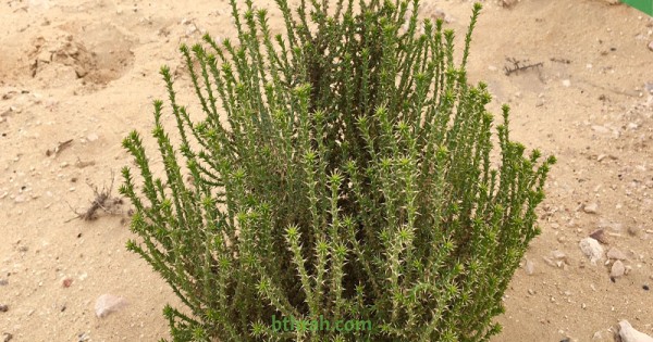 عشبة-الحاذ-cornulaca-monacantha