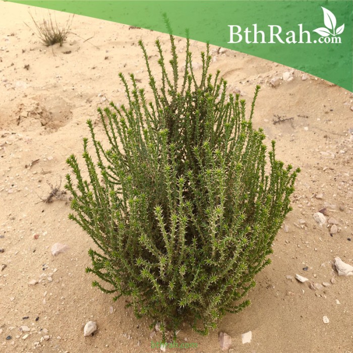 عشبة-الحاذ-cornulaca-monacantha