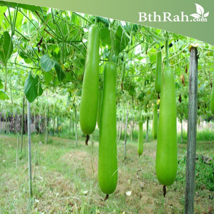 بذور-قرع-نجدي-Cucurbita-pepo