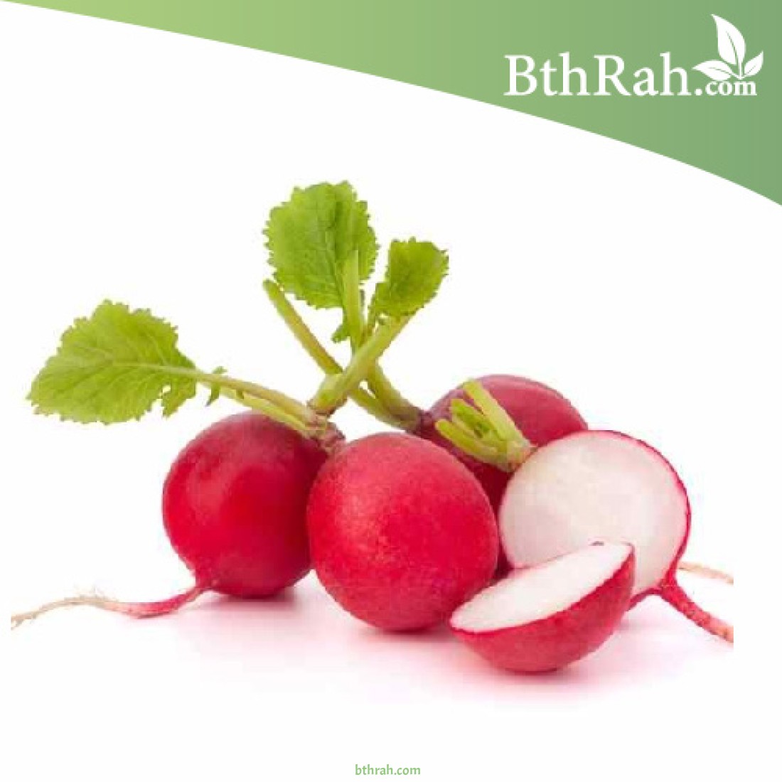 بذور الفجل لب ابيض - White Radish - +100