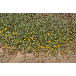 الاشجار والنباتات البرية