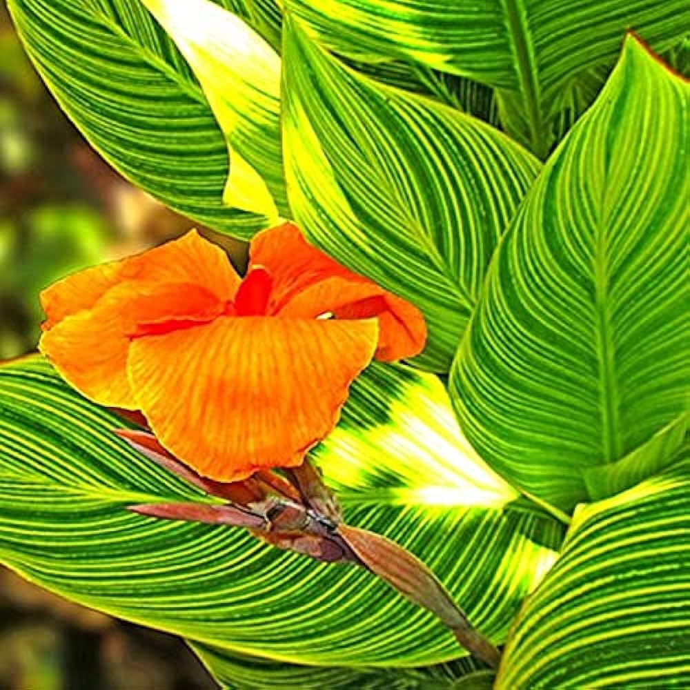 نبات-الكنا-(Canna):-خصائصه-واستخداماته-وفوائده