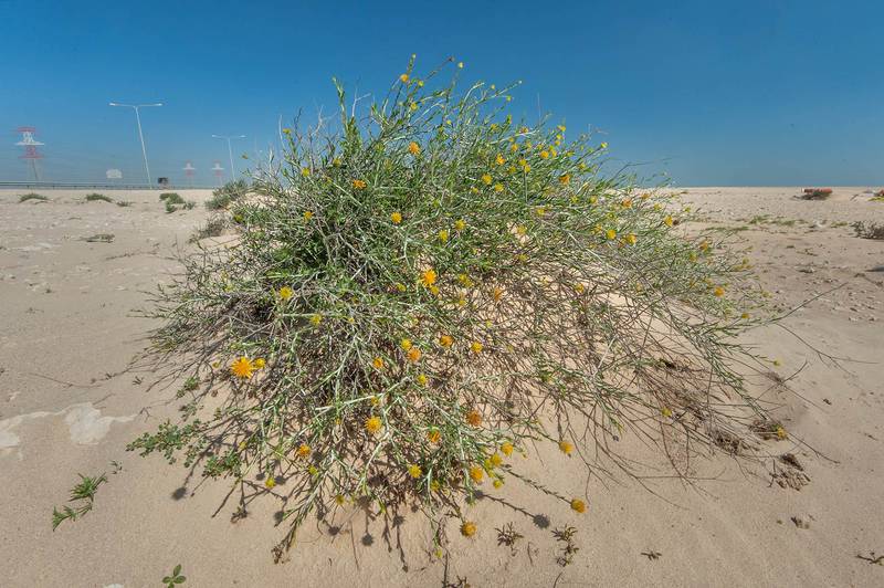 بذور نبات العرفج - Rhanterium epapposum - 50