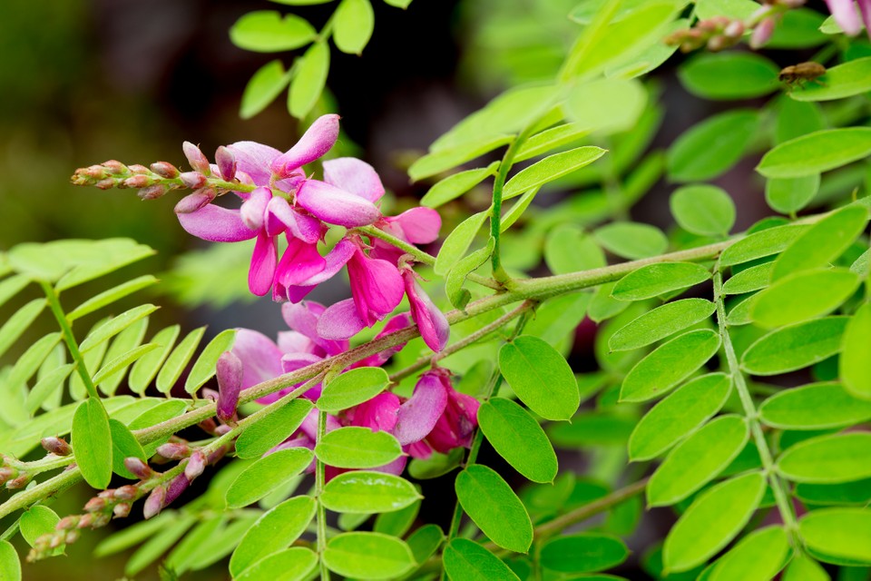 النيلة الزرقاء (Indigofera)