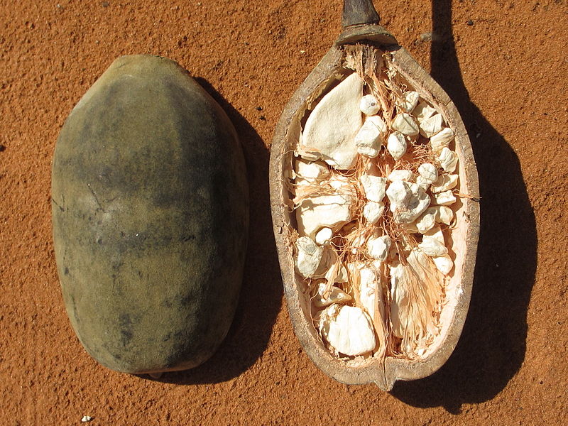 بذور شجرة التبلدي (الباوباب) Adansonia - 20