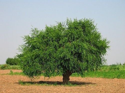 بذور شجرة الاراك - Salvadora Persica - 30