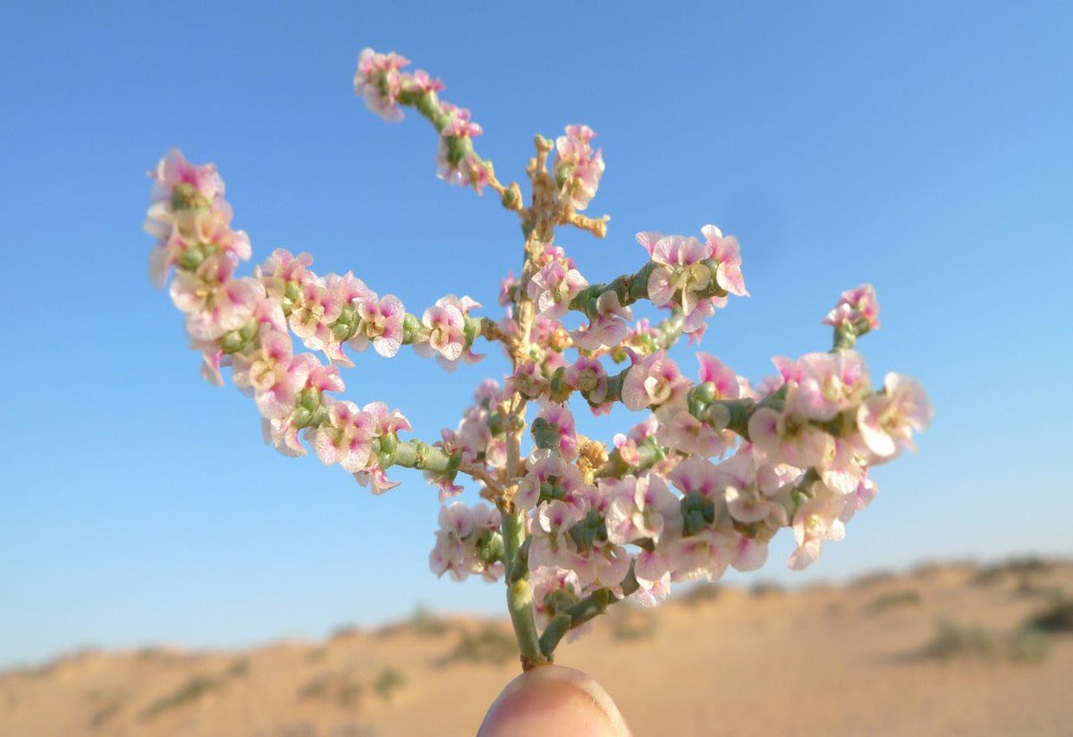 بذور الرمث - Haloxylon salicornicum